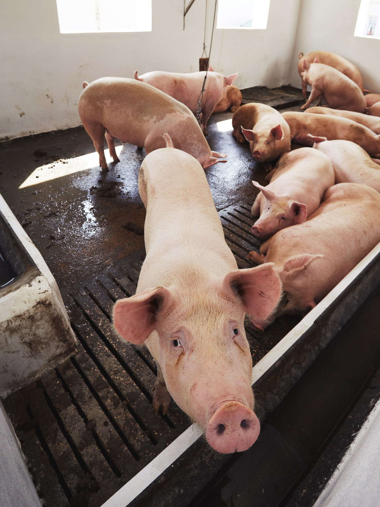 Suinicoltura – Azienda Agricola Benfenati – Zagonara, Lugo, Ravenna